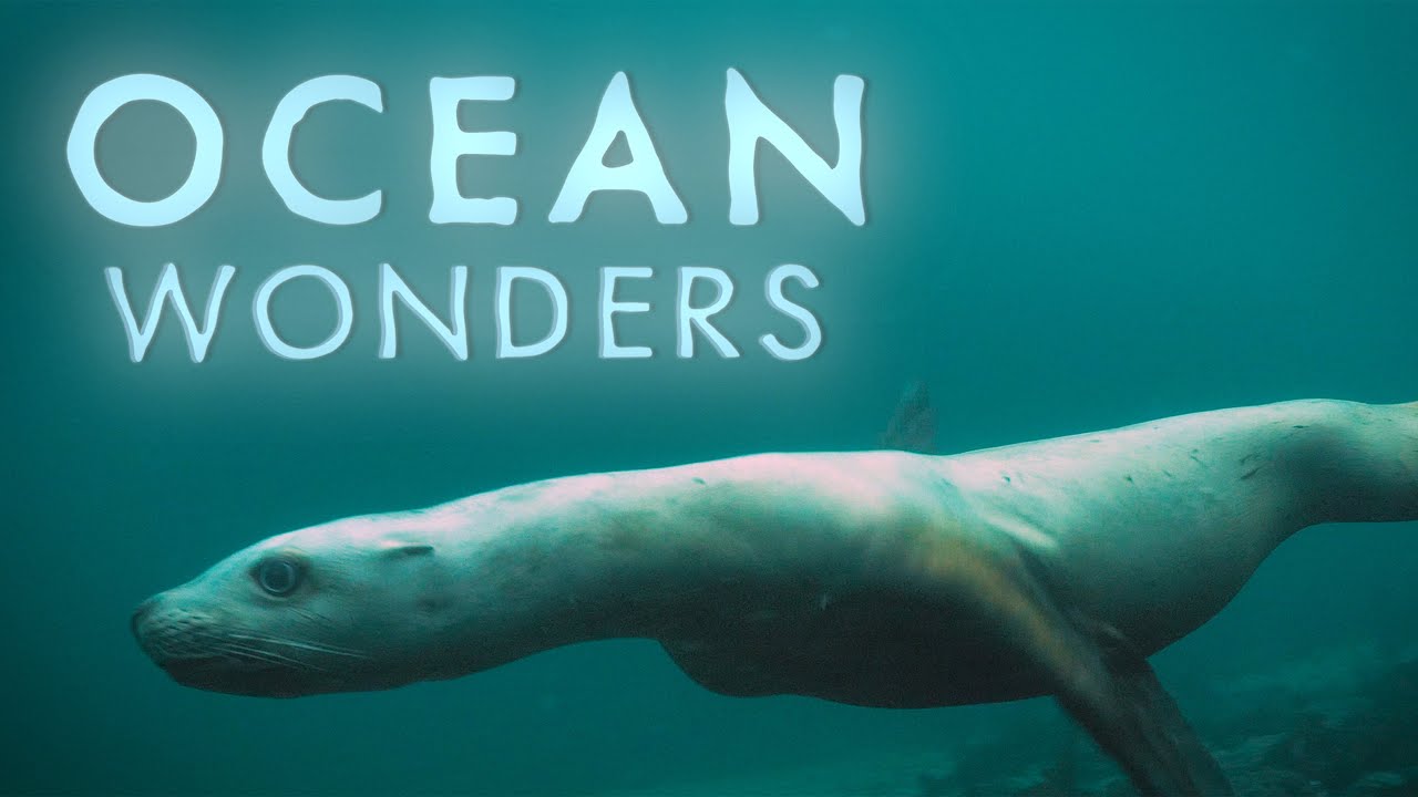 Ocean Wonders: Teaser - YouTube