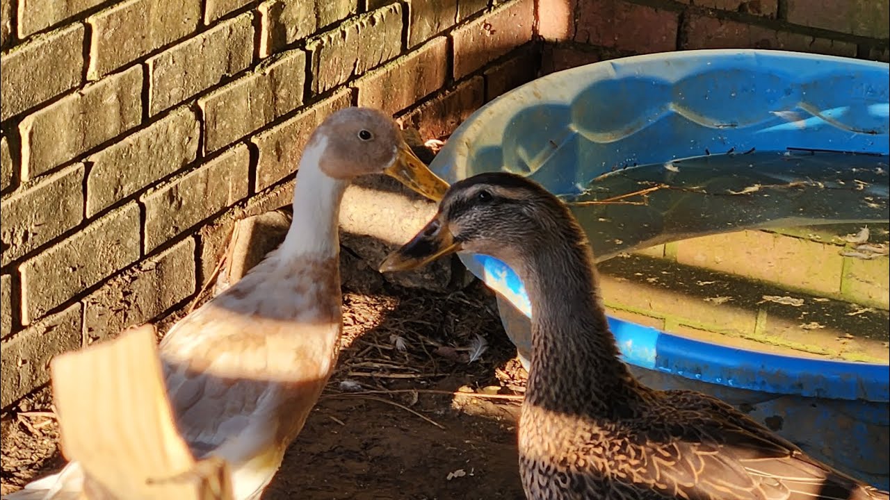 "Ducks".. compared to humans/behaviors and mannerisms 🧱💯🔥 - YouTube