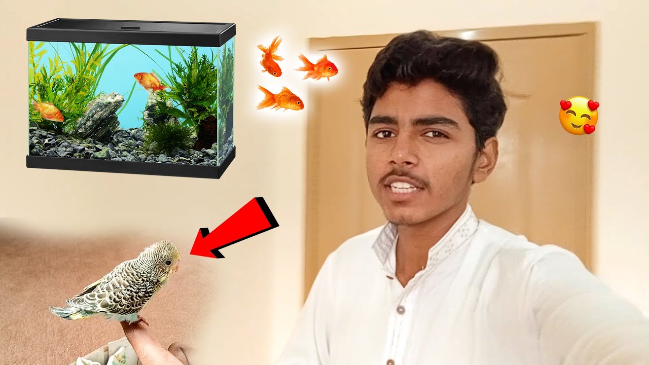 Baby Parrots Ki Training Shuru 😊 Fish Aquarium Ki Update 🥰 - YouTube
