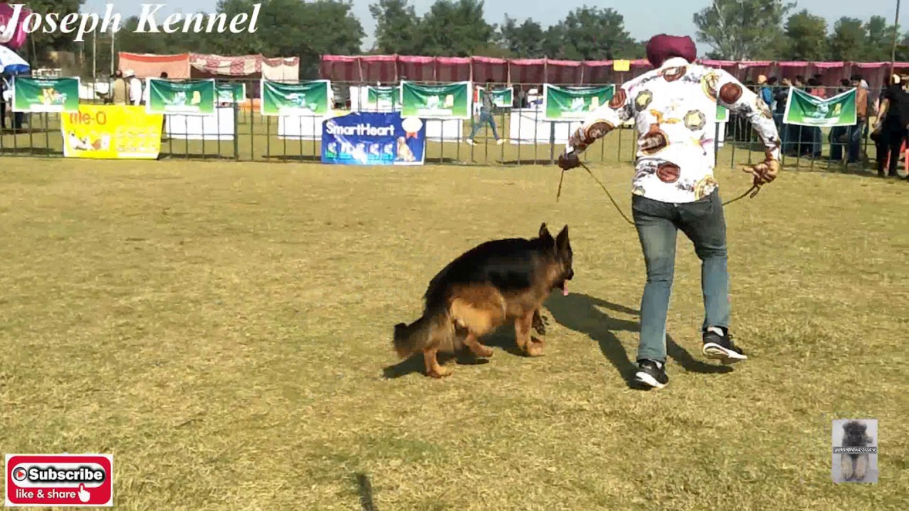 BATALA DOG SHOW - PART 3 // GURDASPUR KENNEL CLUB // GERMAN SHEPHERD ...