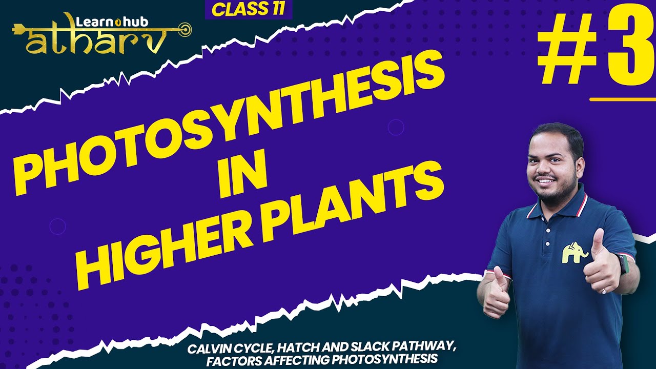 Photosynthesis in Higher Plants Class 11 Biology NCERT Chapter 10 #3 ...
