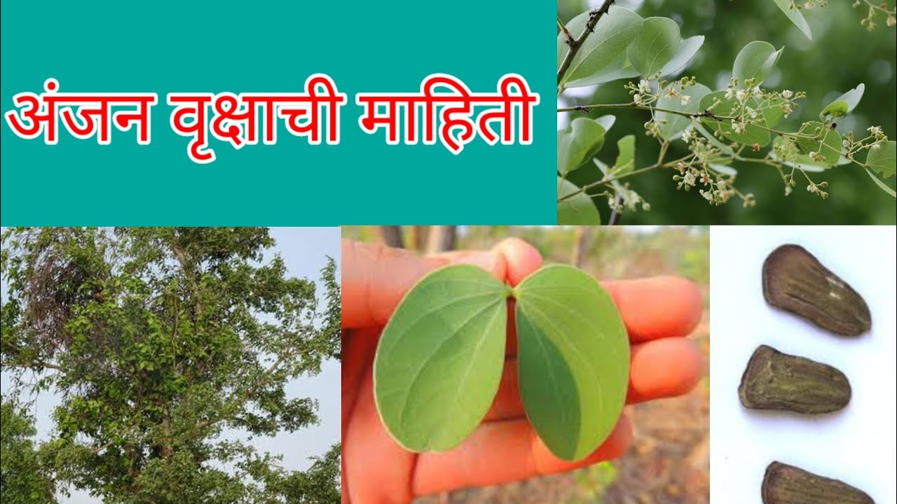 Hardwickia Binata Roxb Plant hardwickia-binata-roxb-plant