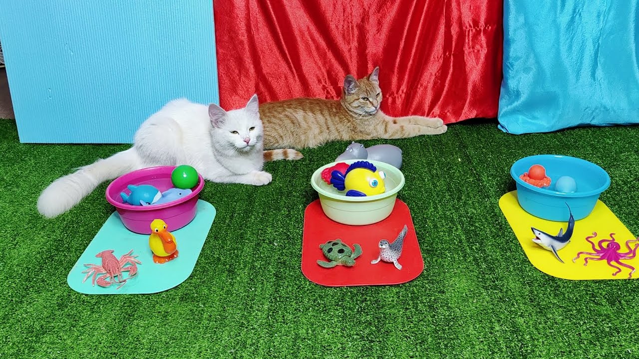 Kittens play with water toys Part 4, 4k #kitten - YouTube
