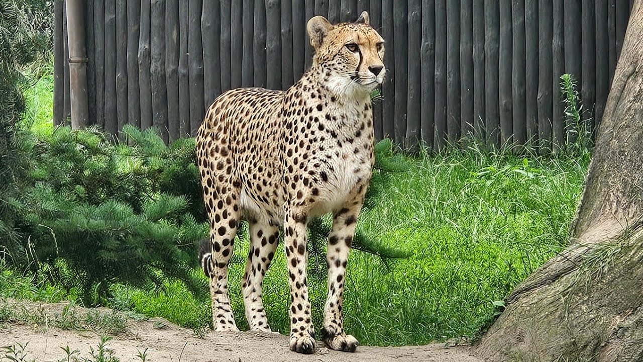 A visit to the City Zoological Garden in Warsaw, Warsaw Zoo, June 2024🦧 ...