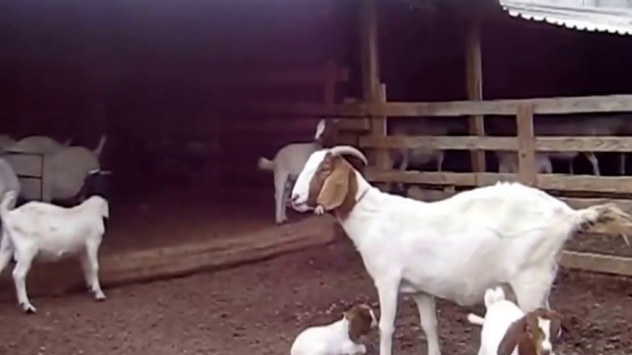 Criadero Boer - los mejores chivos boer de Puebla, México whats 237 100 ...
