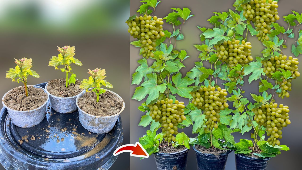 How To Grow Grape Vine From Grape Branch || Growing Grape Trees in ...