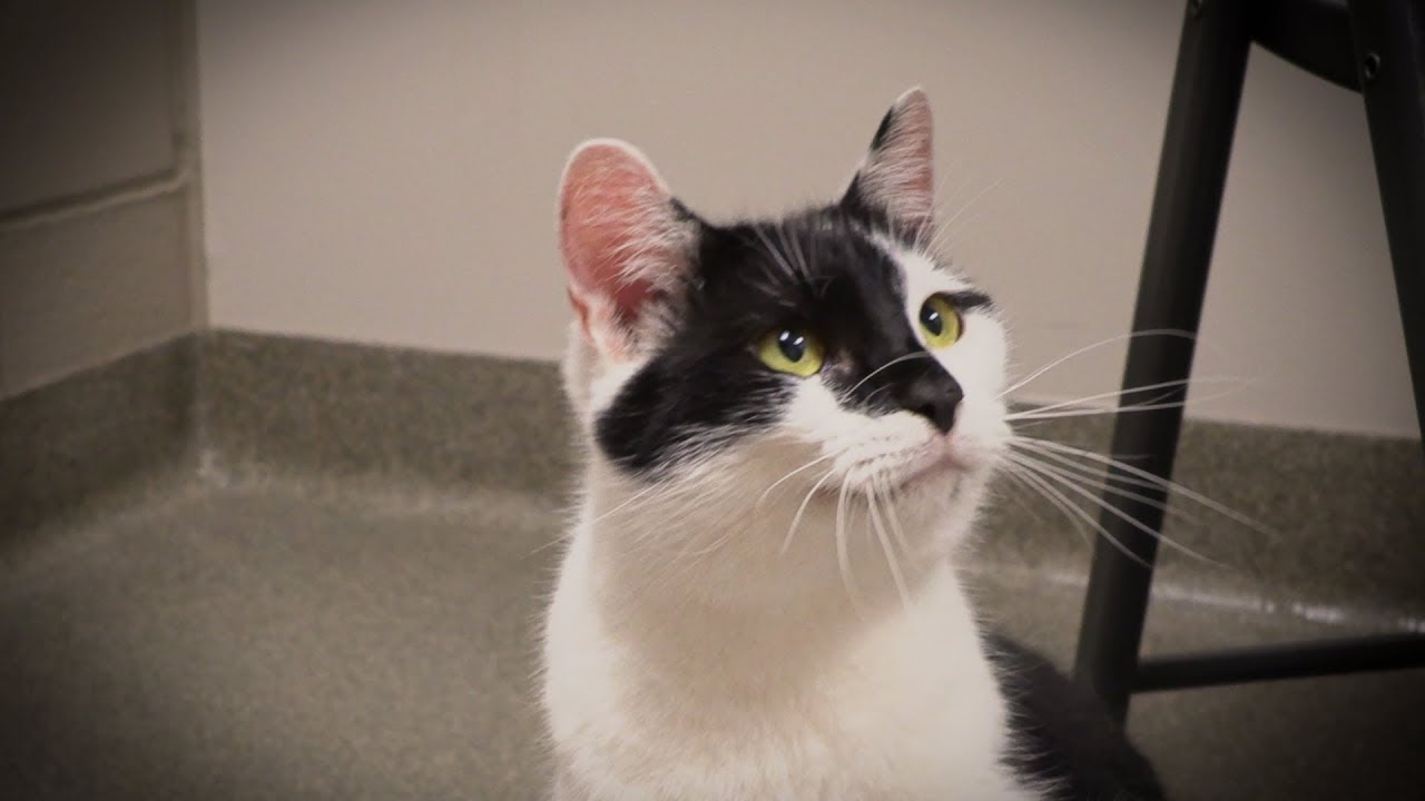 Pet of the Week - Maow Maow - YouTube