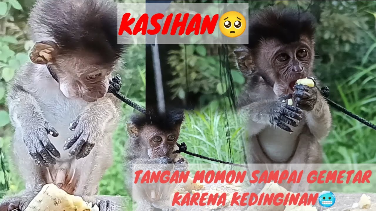 KASIHAN, Kisah haru ditemukannya anak kera yang sendirian dihutan😩PART ...