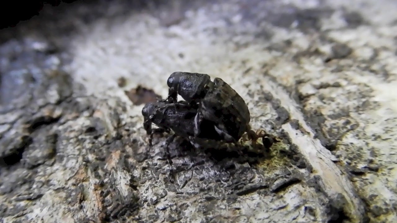 クロコブゾウムシ/Niphades variegatus 02_200607_ガイコツ山 - YouTube