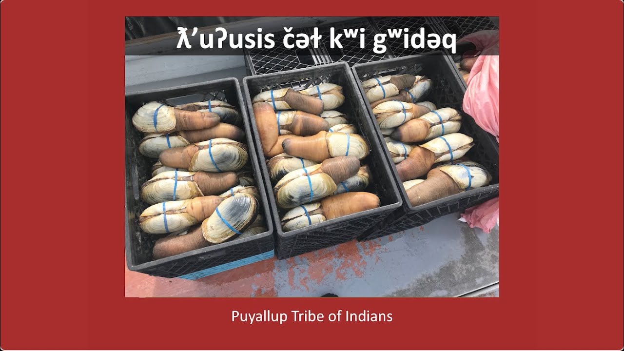 We Are Diving For Geoduck - ƛ’uʔusis čəɫ kʷi gʷidəq | txʷəlšucid ...