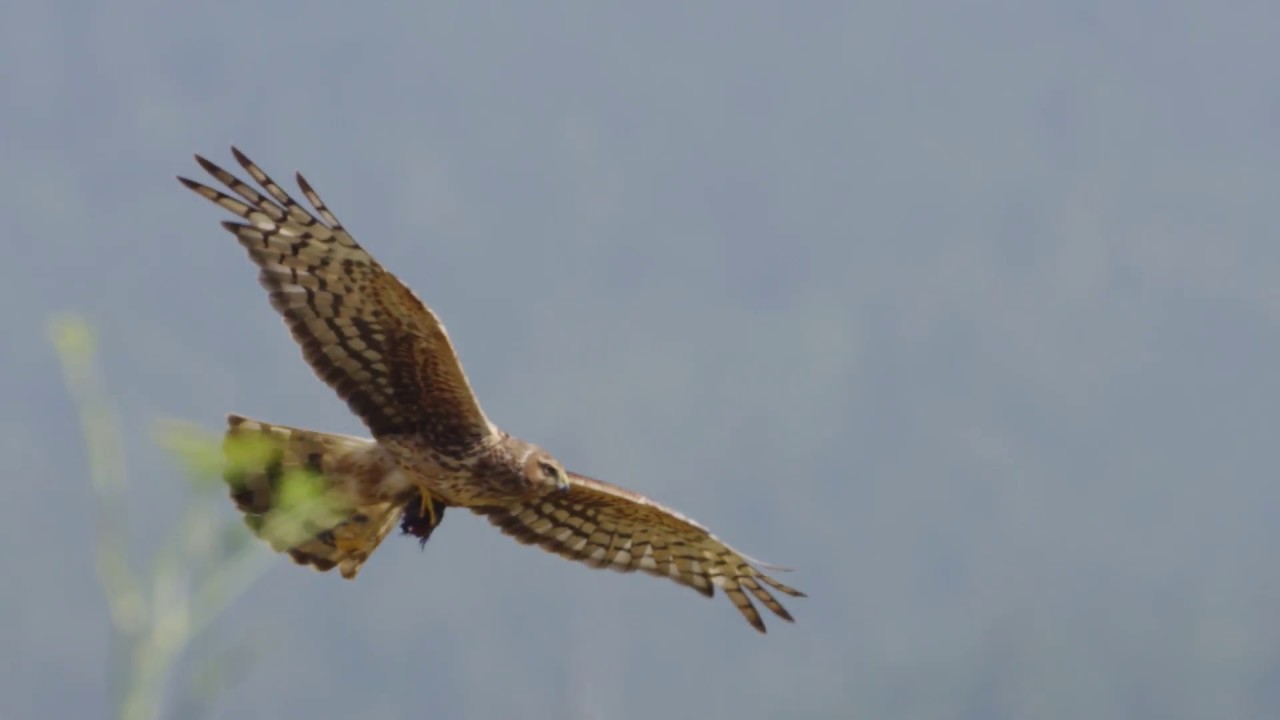 Northern Harrier Prey Handoff and Falcon Chase - YouTube