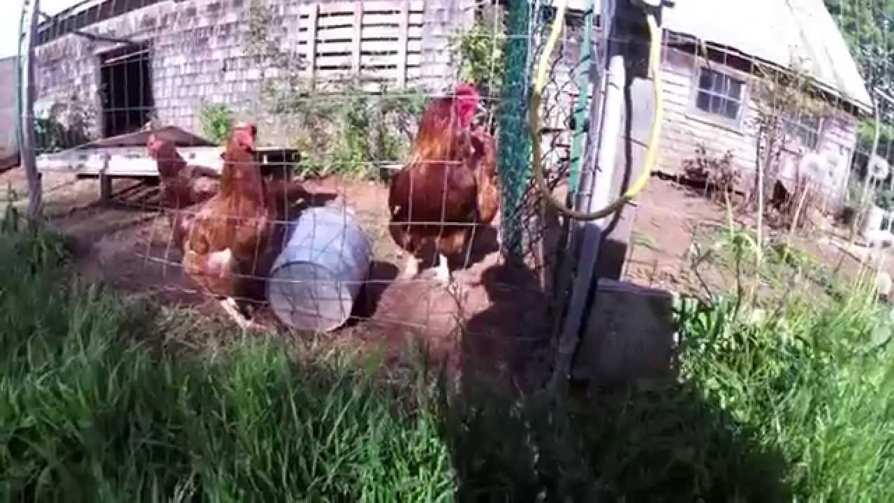 Taking the Chantecler Roosters To Slaughter - YouTube