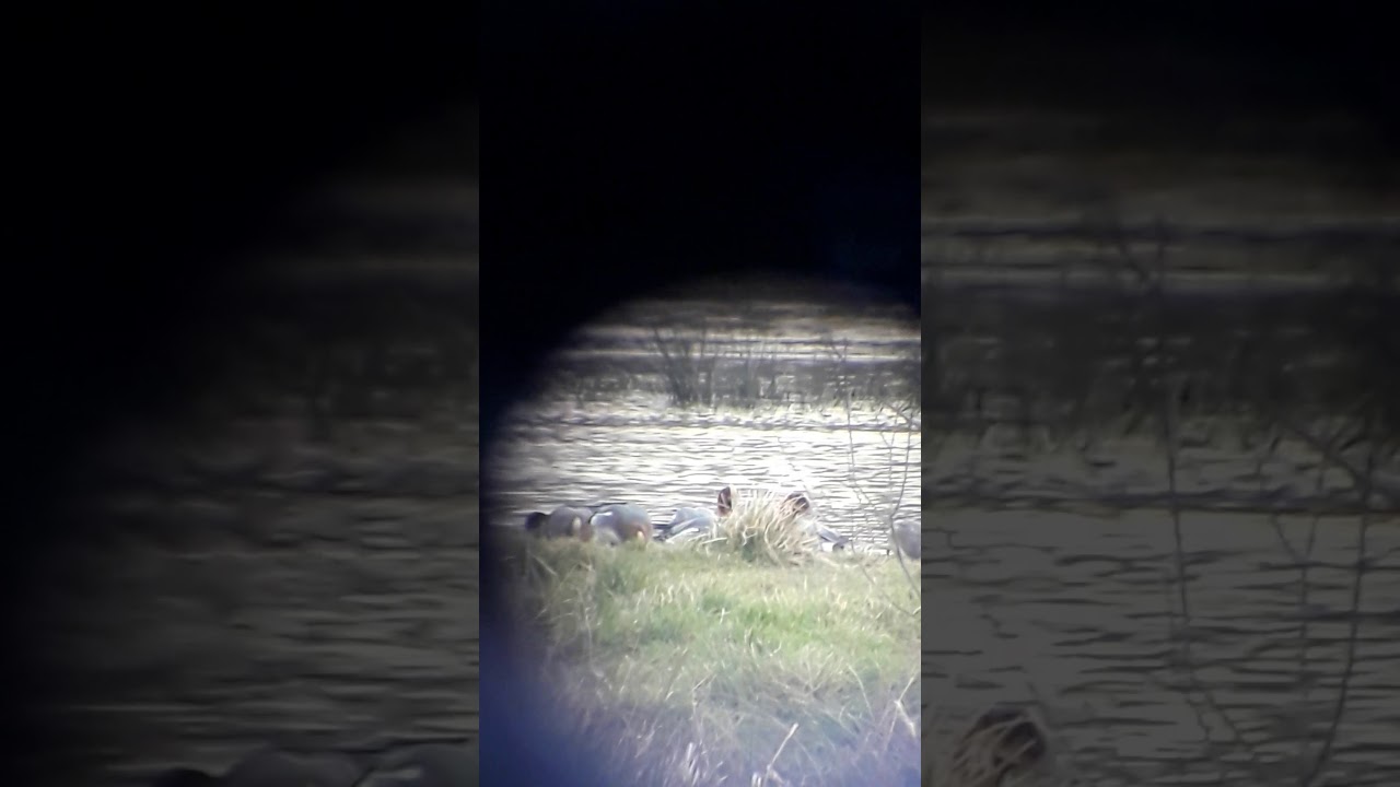 Eurasian Wigeon + Drake American Wigeon, Matford Marshes 17/02/18 - YouTube