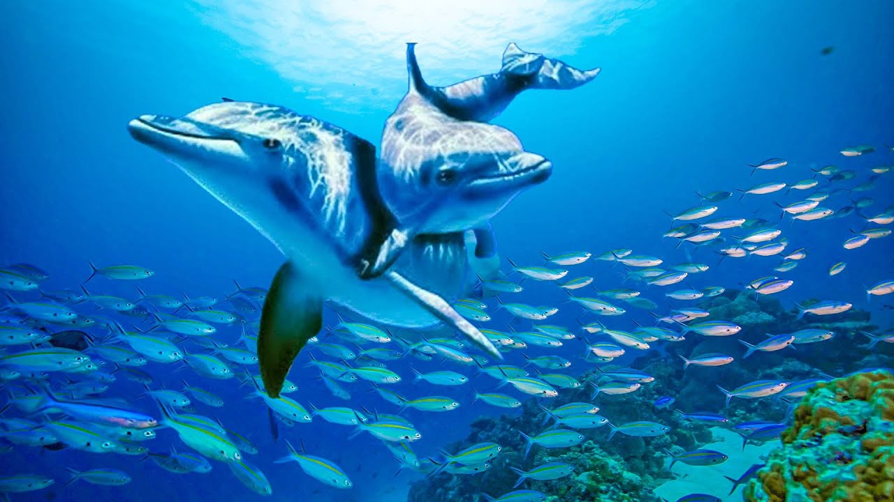 Under Red Sea - Soothing Piano Music with Beautiful Coral Reef Fish ...