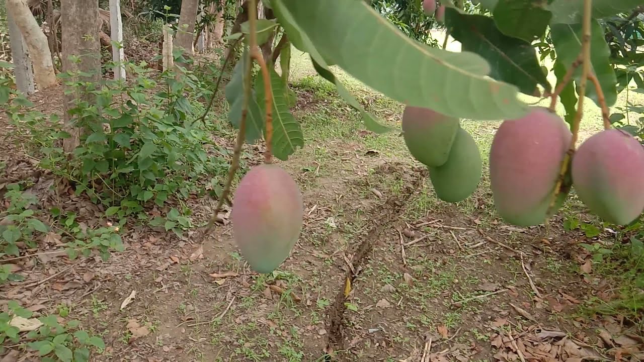 10 year old mature PUSHA aruNIMA plant - YouTube