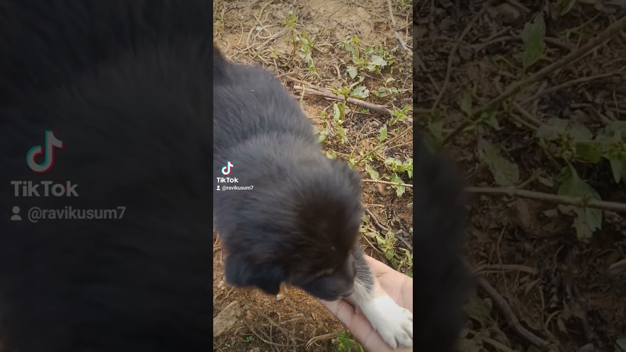 Vote kukur 🥰♥️🥰 - YouTube