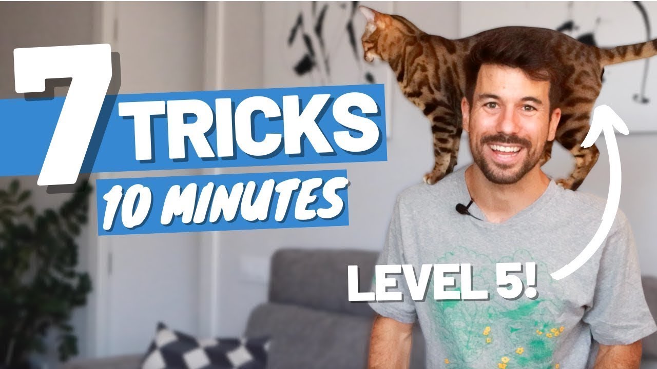 Learn 7 CAT TRICKS in 10 minutes - Easy to Teach Clicker Training - YouTube