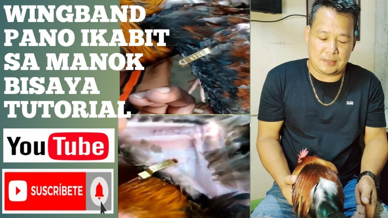 WINGBAND PANO IKABIT SA MANOK. Bisaya Tutorial. - YouTube