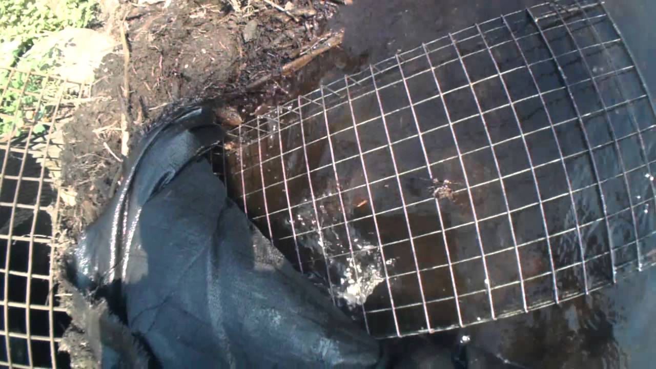 Beaver Live Cage Trapping, Comstock Cages! - YouTube
