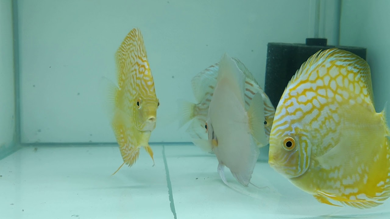 Discus fish in Navi Mumbai for sell - YouTube