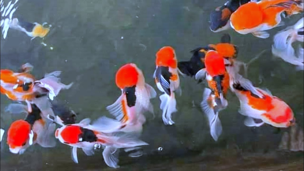 Cara Memilih Ikan Maskoki Yang Bagus Dan Sehat - Ikan Mas Koki - Ikan ...