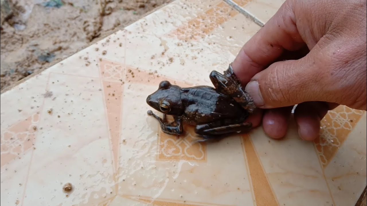 Catch and Release Frog - YouTube