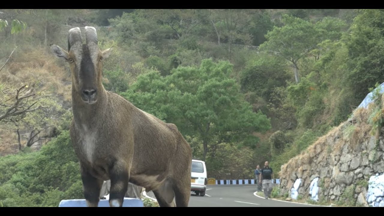 Nilgiri Tahr and Nilgiri Langur in hills of Valparai, Tamil Nadu - YouTube