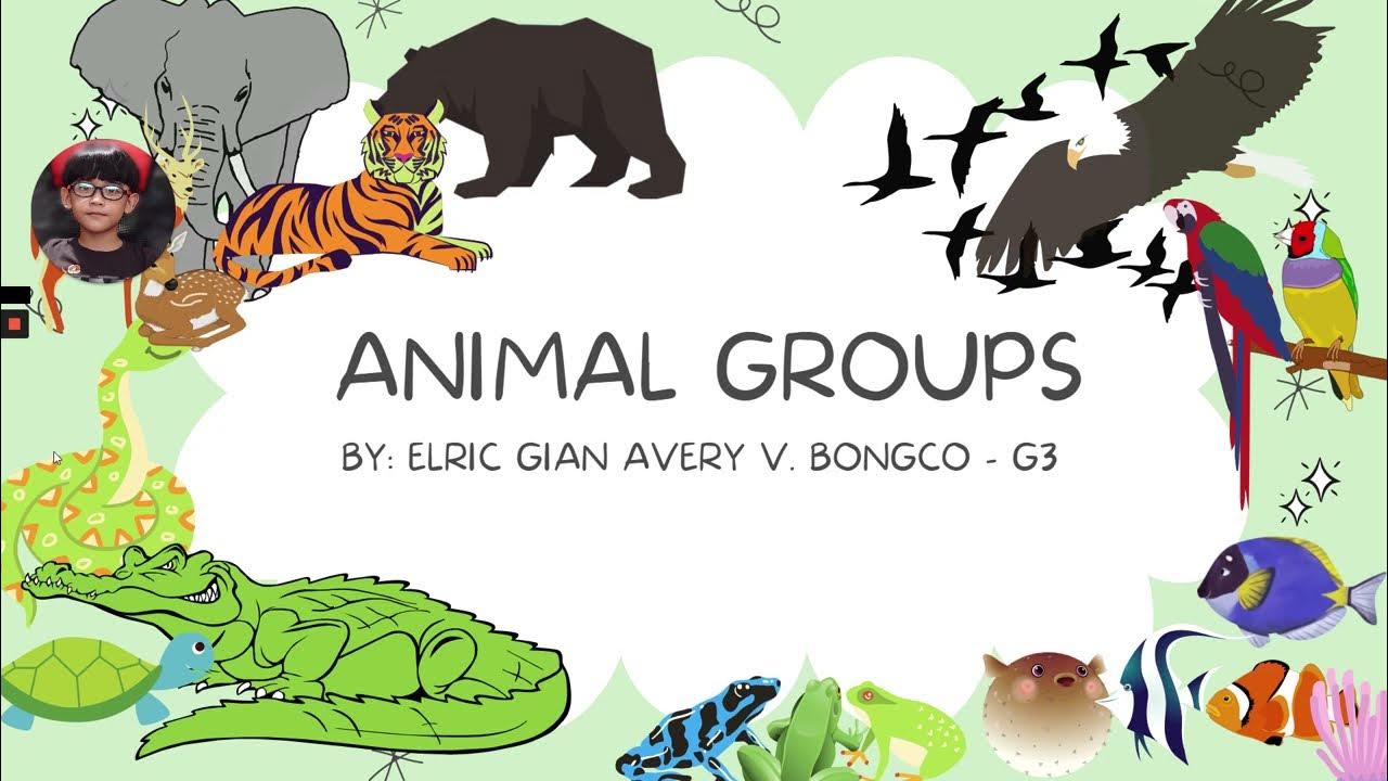 PT SCIENCE - Animal Groupings - YouTube