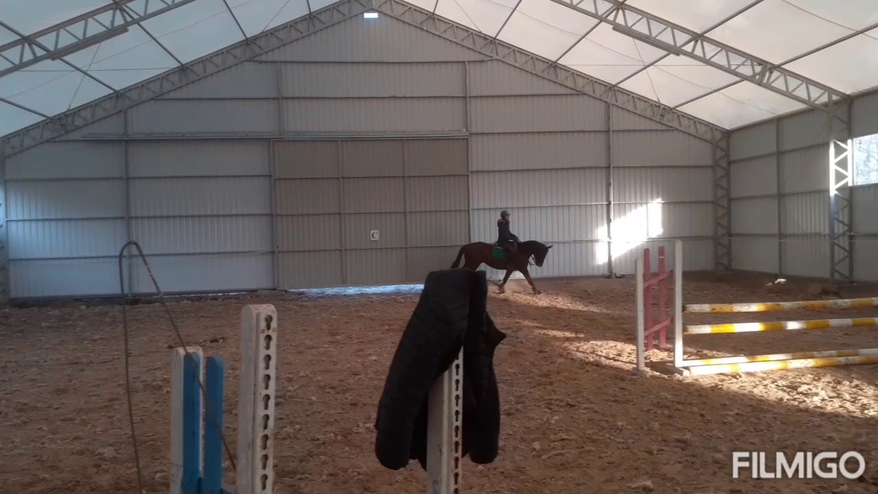 Dancing Queen 4yo mare by Leonardo//Ramet - YouTube