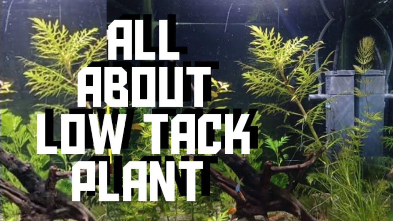 all about low tack plant - YouTube