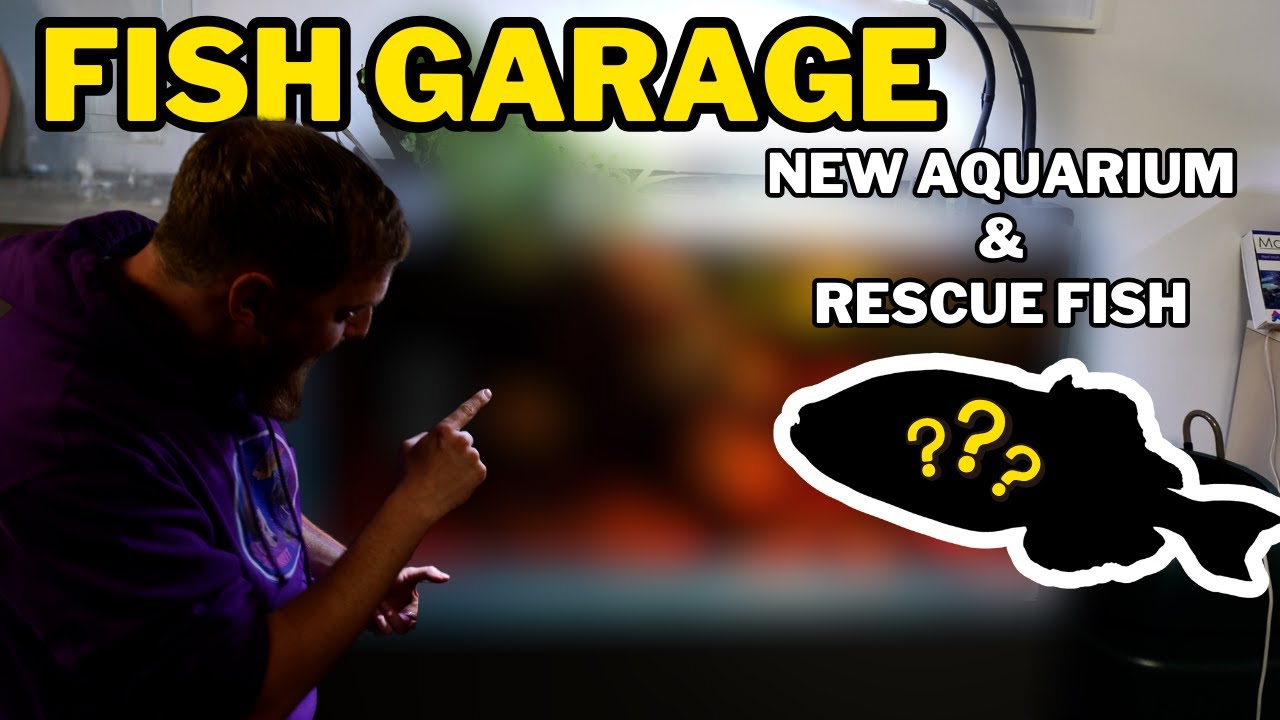 What's been going on in the fish garage this week! - YouTube