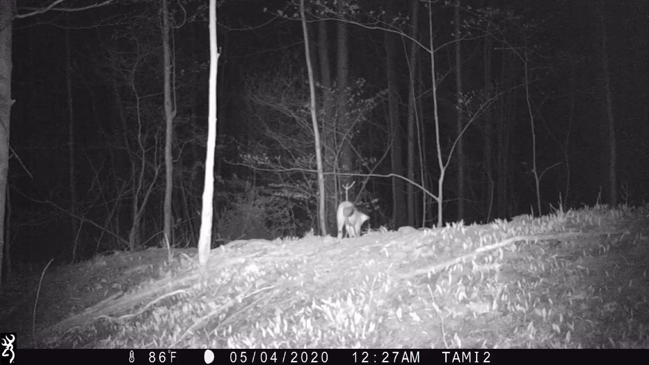 Trail Cam Treasures: Red Fox Adventures - YouTube