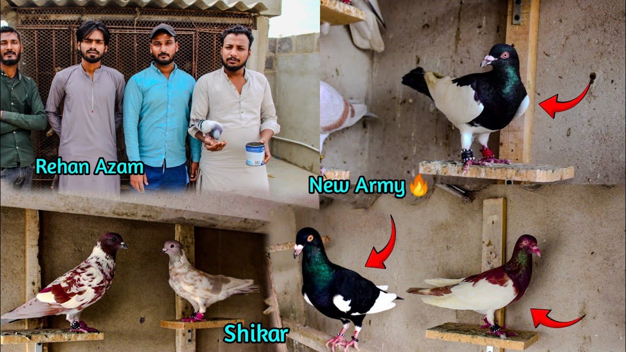 Ali Bhai Ka Shooq Malir Se | New Kabotar Ki Video | Gola Kabotar Bazi ...