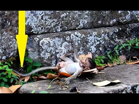 Full badd old mama Merry make to baby Timo fall down from high Rock ...
