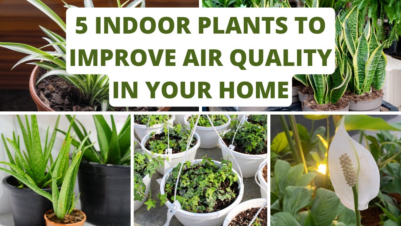 5 Indoor Plants to Improve Air Quality in Your Home - YouTube