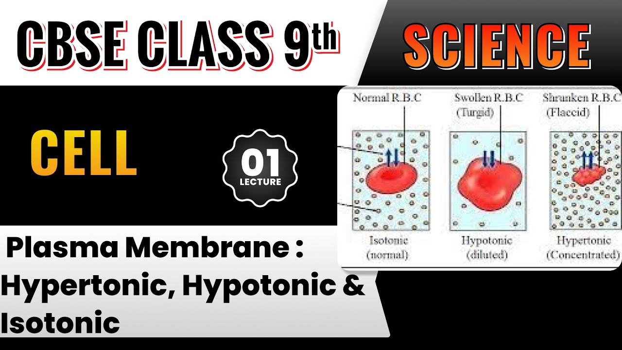 Cell | Plasma Membrane : Hypertonic, Hypotonic & Isotonic - L01 | 9 ...