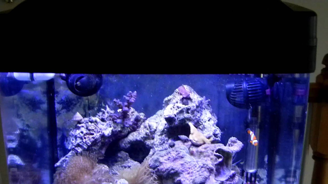 BioCube 14 Nano Reef - at 2 months - YouTube