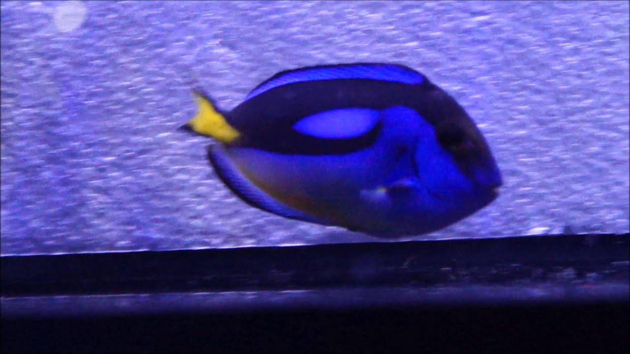 Yellow Belly Regal Tang