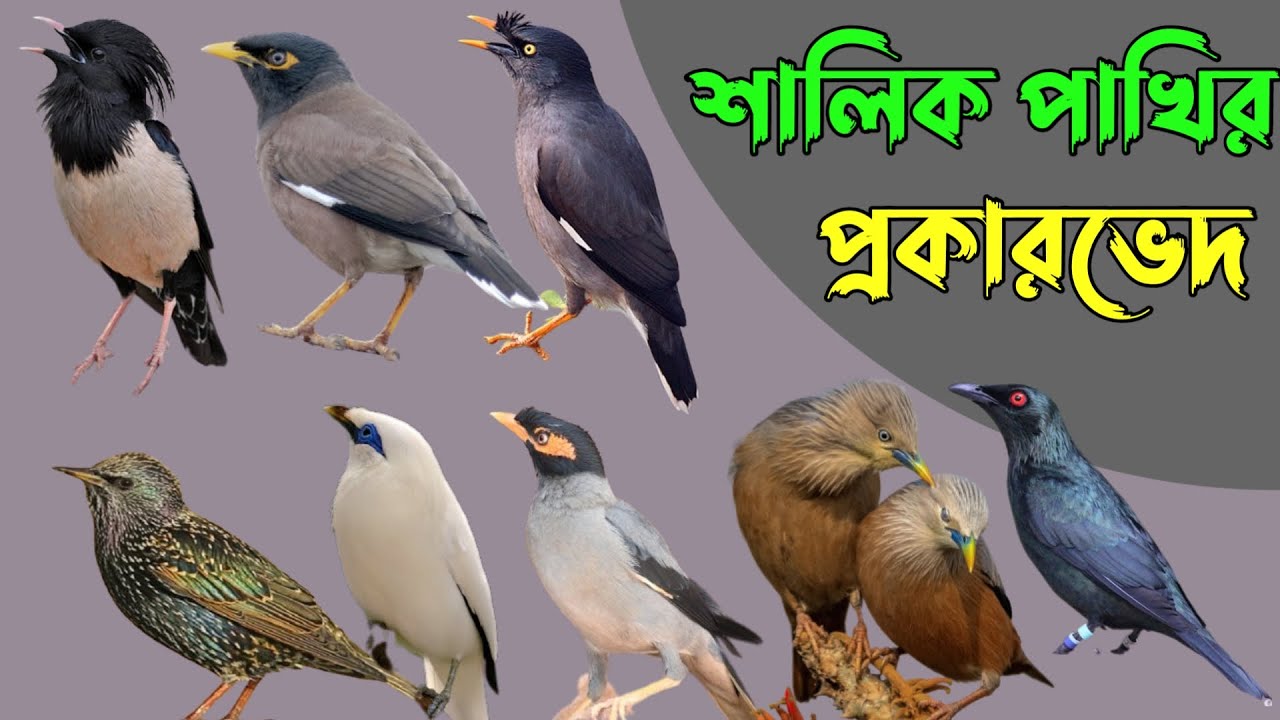শালিক পাখির প্রকারভেদ। Shalik pakhir prokarved। কতো প্রকার। কি কি ...