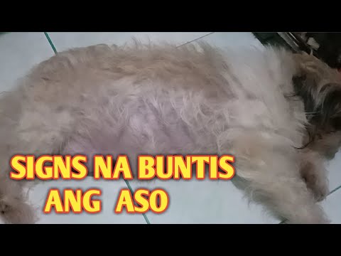 PAANO MALALAMAN KUNG BUNTIS ANG ASO / SIGNS NA BUNTIS ANG ASO - YouTube