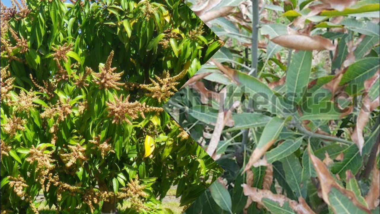 Salt Burning in Mango - YouTube