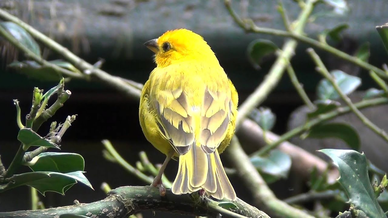 saffron yellow-finch - YouTube
