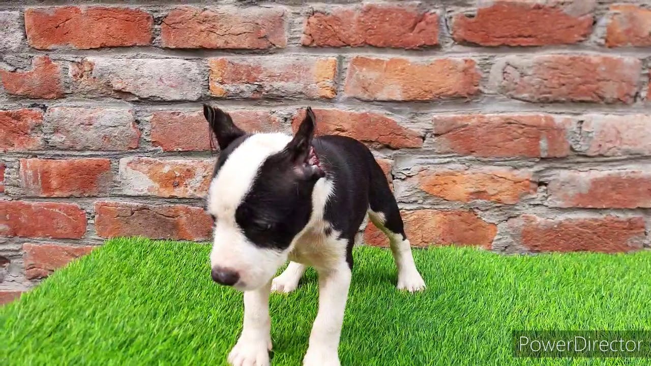 ROYAL STAFF KENNEL THE HOUSE OF REAL AMERICAN STAFFORDSHIRE TERRIER ...