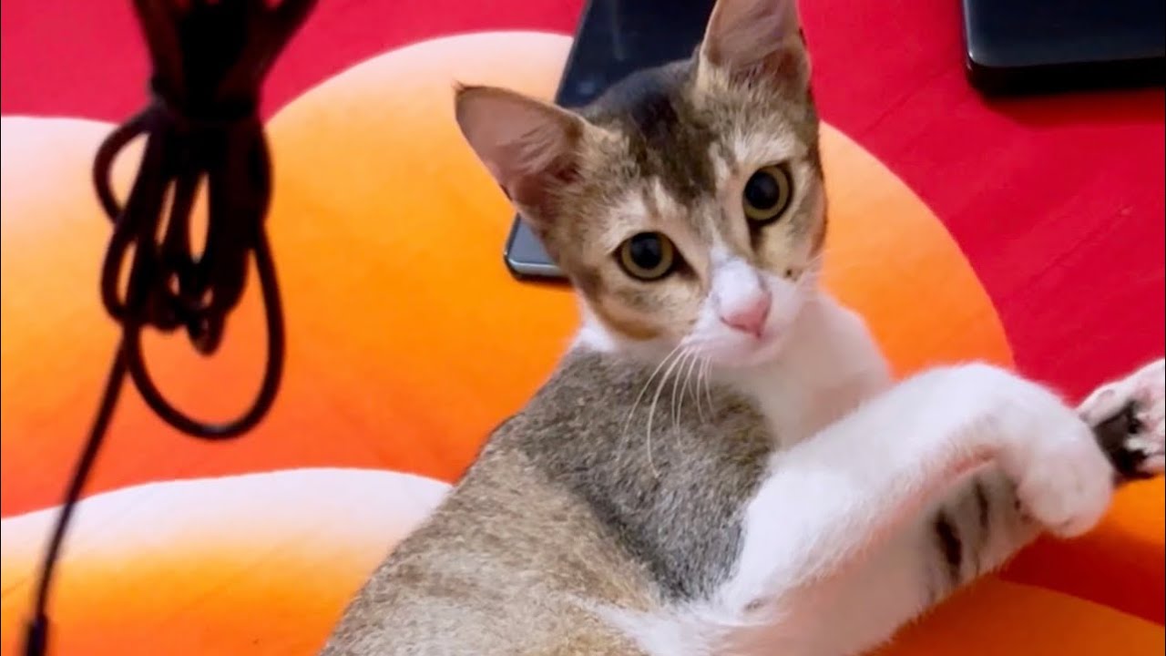 Cat playing -The best funny playing cat and talking | Try not to laugh ...