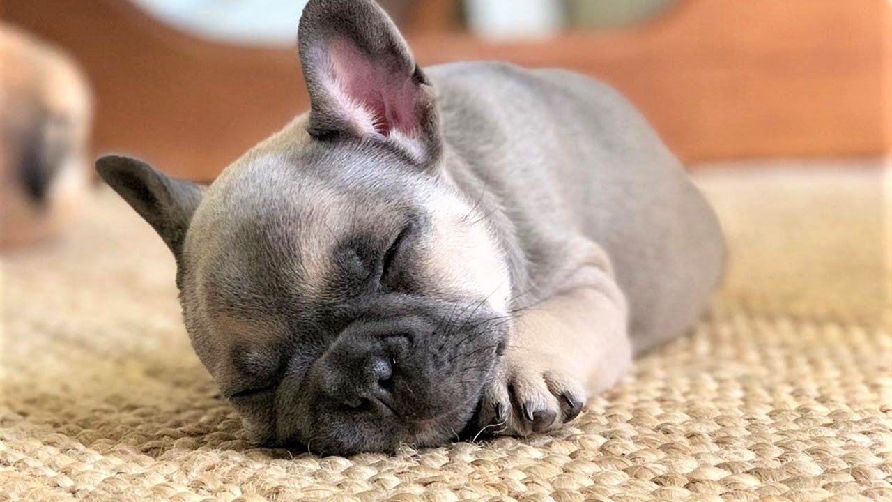 Rescue Tiny Frenchie With A Ceft Palate But He's So Feisty and Sweet ...
