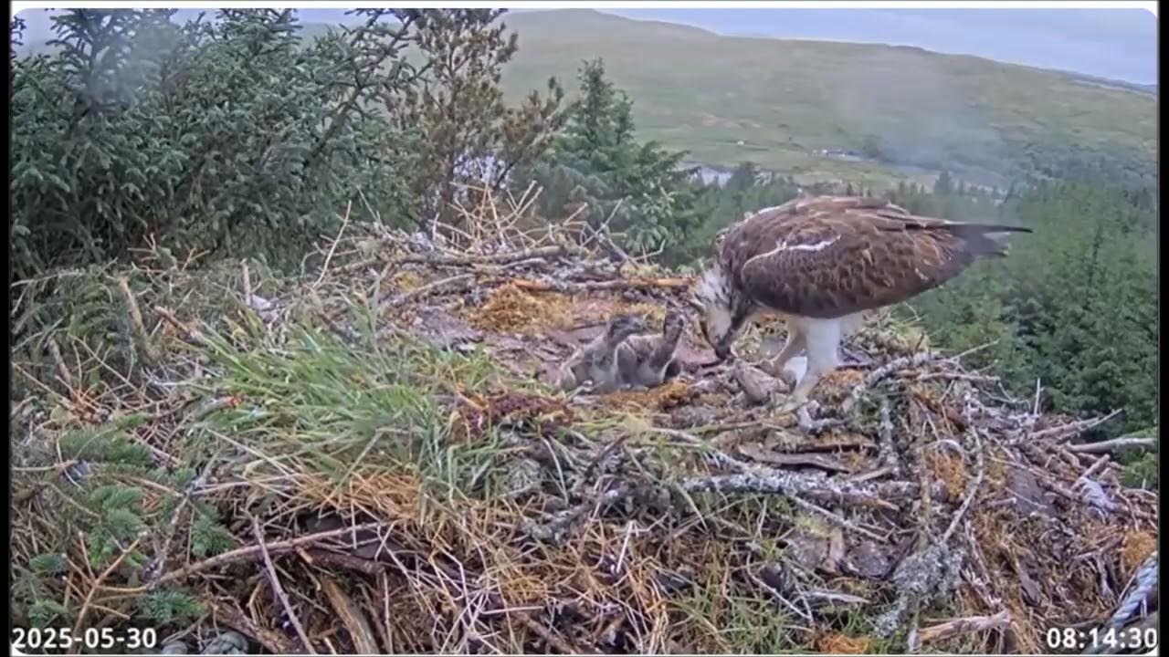 Loch Doon Ospreys Feeding the baby dinosaurs 30th May 2025 - YouTube