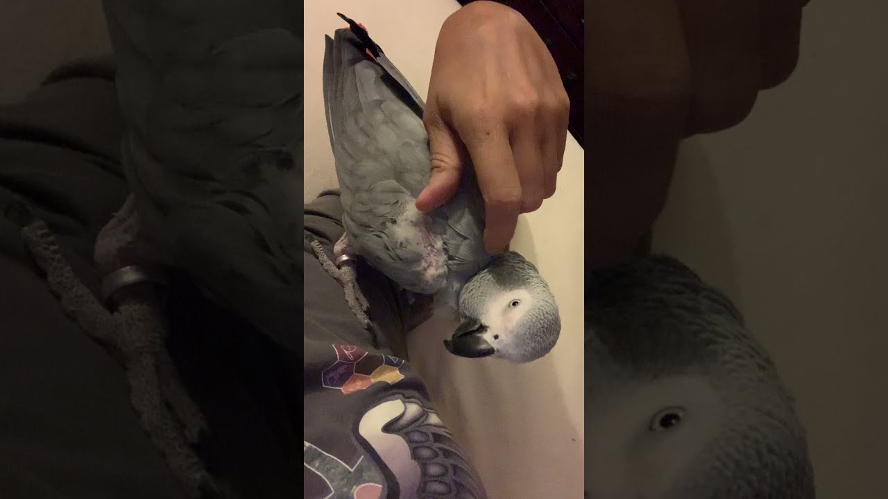 Part 2: Yep...Right There...That's The Spot [Parrot Scratches] - YouTube