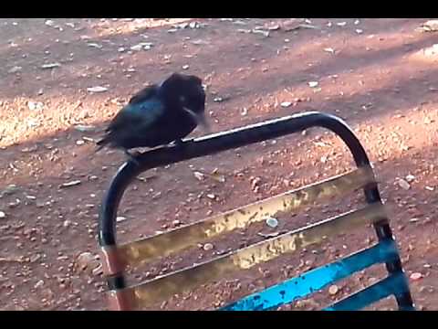 Chim cheo beo - YouTube