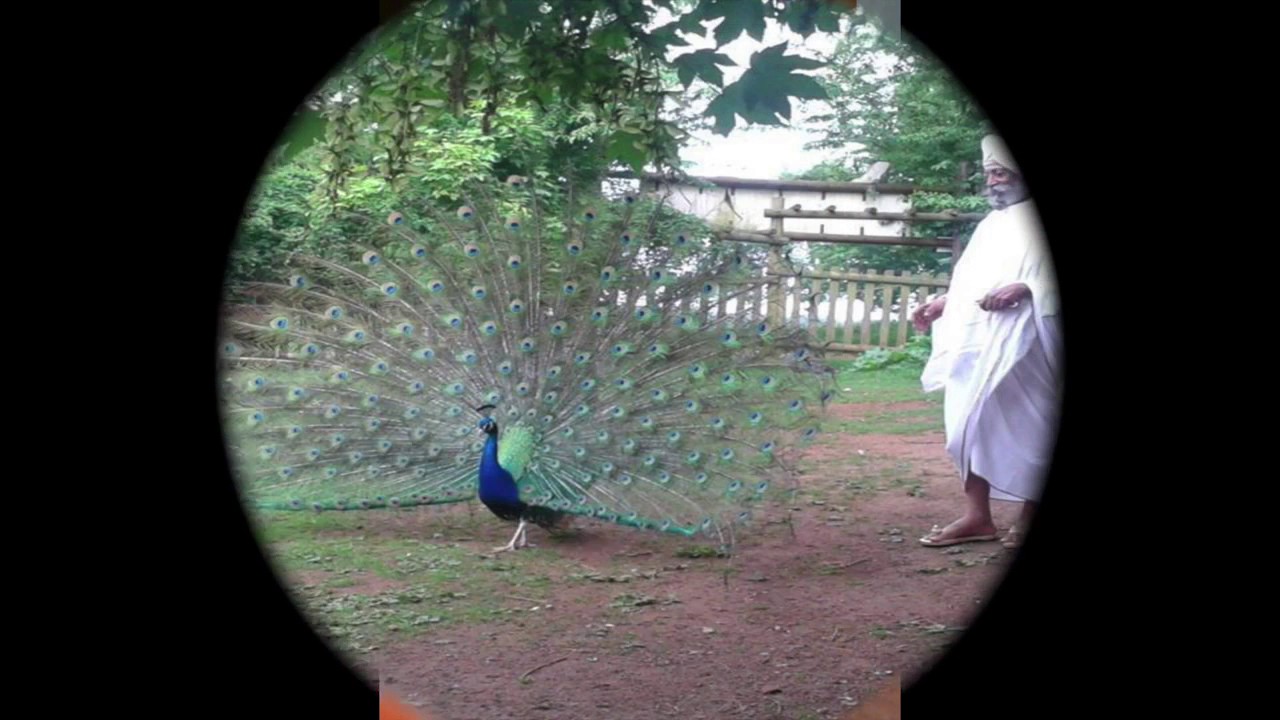 Jadeya shantlingeshwar - YouTube