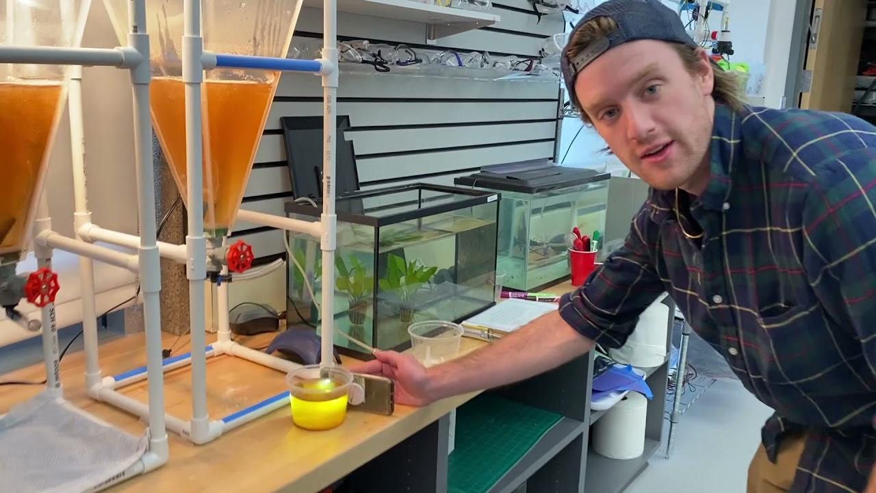 How to Feed the Fish Live Brine Shrimp - YouTube